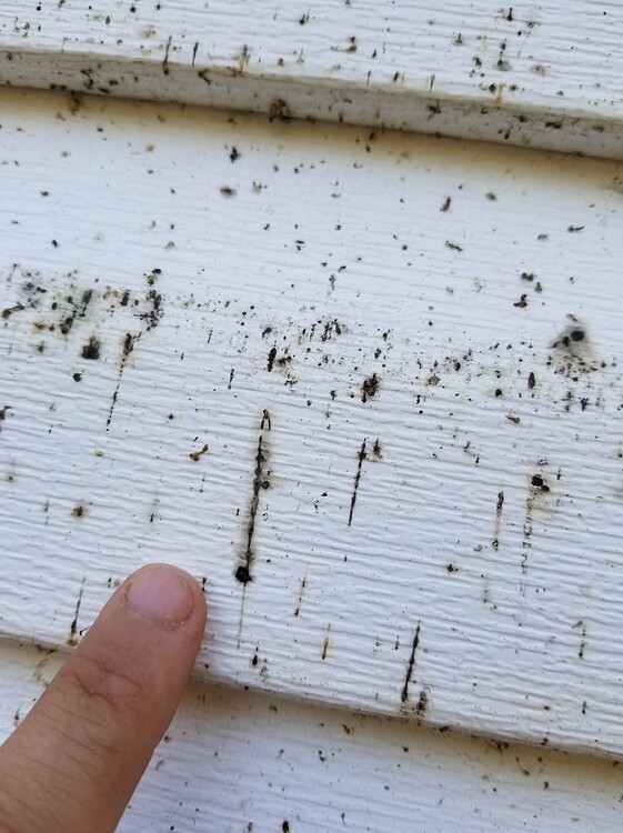 Spider droppings - Residential - Pressure Washing Resource