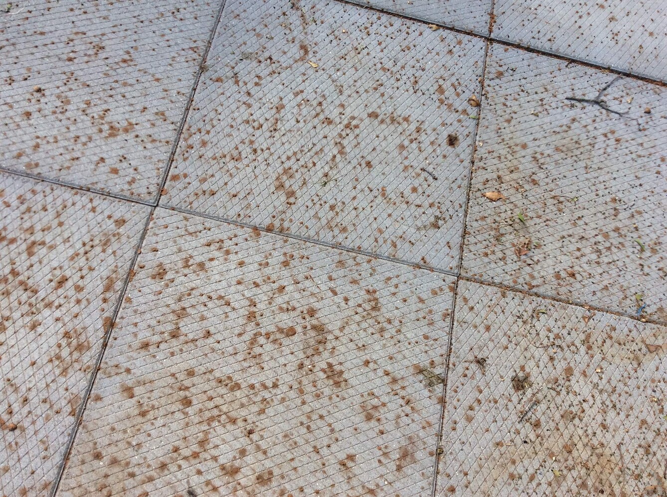 Moth poop staining? - Residential - Pressure Washing Resource
